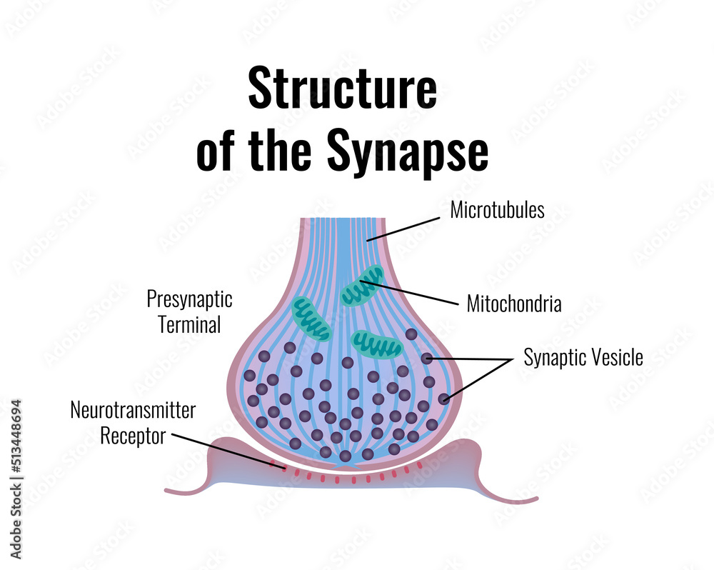 Synapse Structure Neurology Composition Stock Vector | Adobe Stock