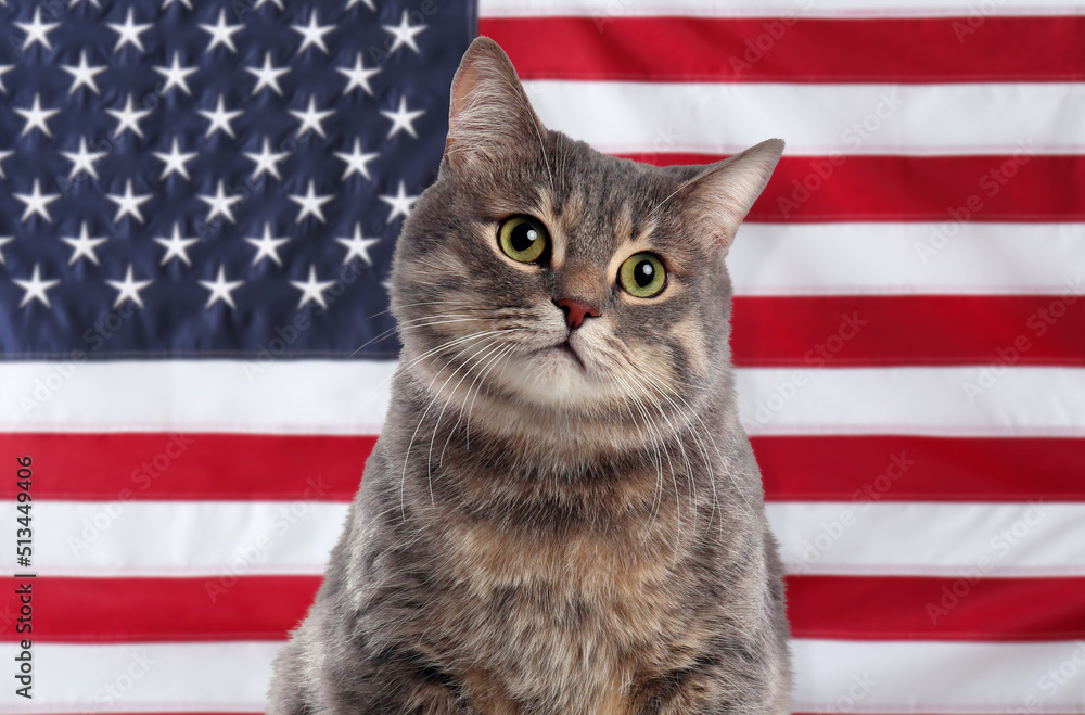 American Flag Cat