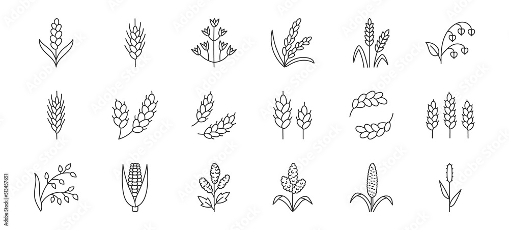 Cereals doodle illustration including icons - pearl millet, agriculture ...