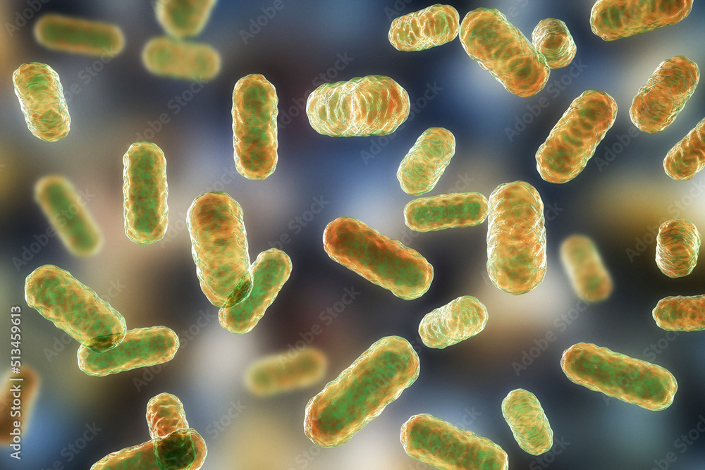 Enterobacter bacteria, gram-negative rod-shaped bacteria, part of ...