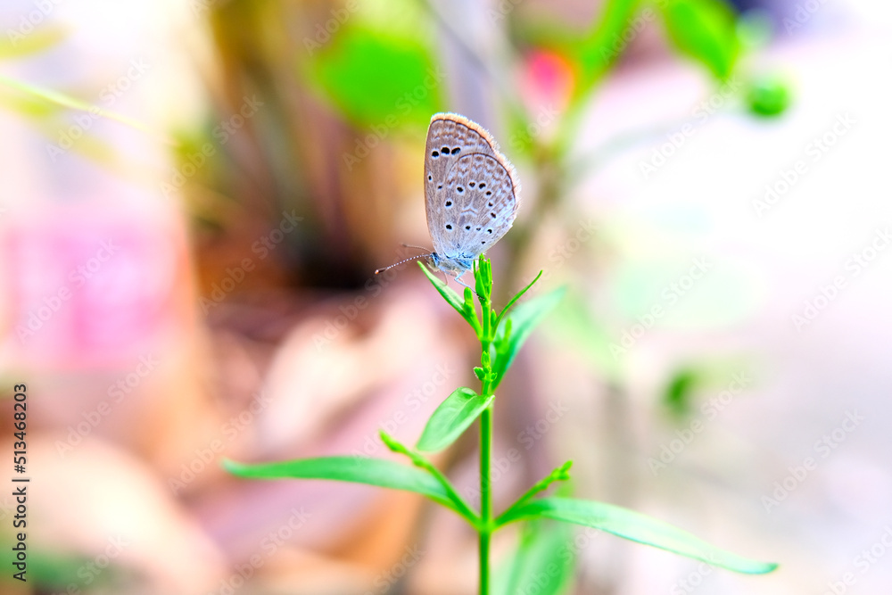 Phengaris, Butterfly, moths, Dusky large blue, Phengaris alcon. The ...