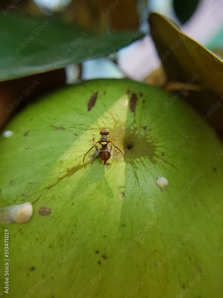 Orient fruit fly (Bactrocera dorsalis) attack on Star apple fruit in ...