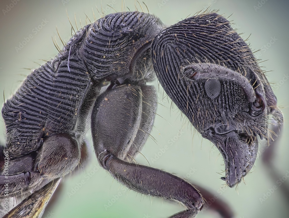 Microscopic Head Detail of Tooth Ant Odontoponera SP, Arthropoda Phylum ...