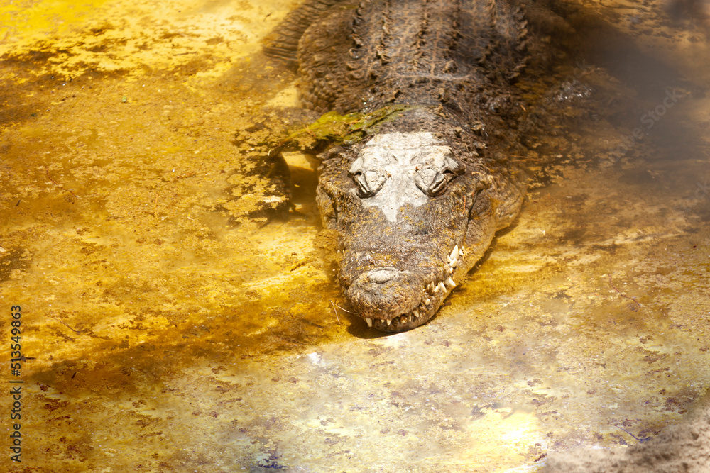 Crocodile head emerges from the swampy water with its eyes closed and ... Crocodile head emerges from the swampy water with its eyes closed and ...