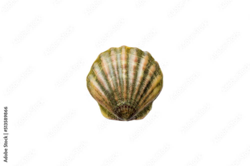 clam shell isolated on white background. perspective view. natural ...