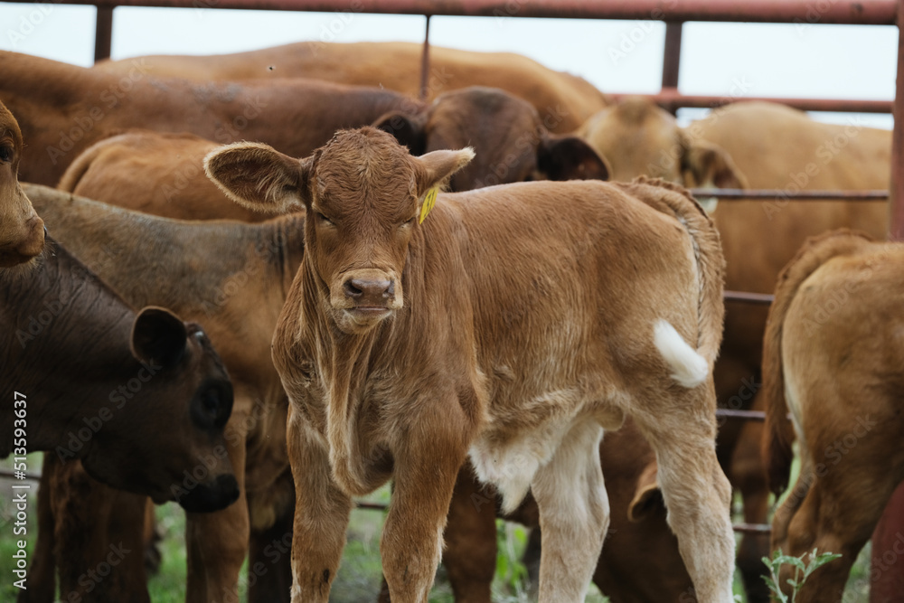 Beefmaster calves with cattle herd on Texas ranch closeup as group of ...