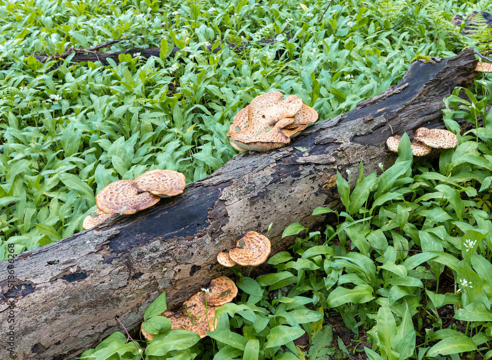 Diseases of trunks and fungi saprophytes, forest pests leading to the ...