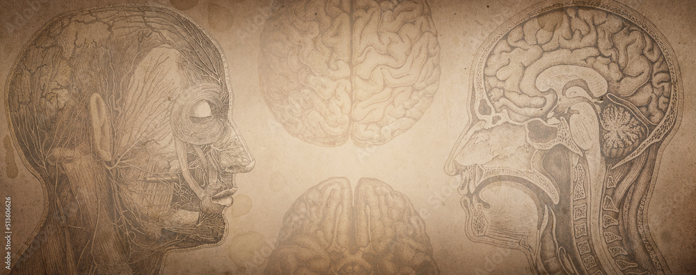 Anatomical image of the human brain creative background. The concept of ...