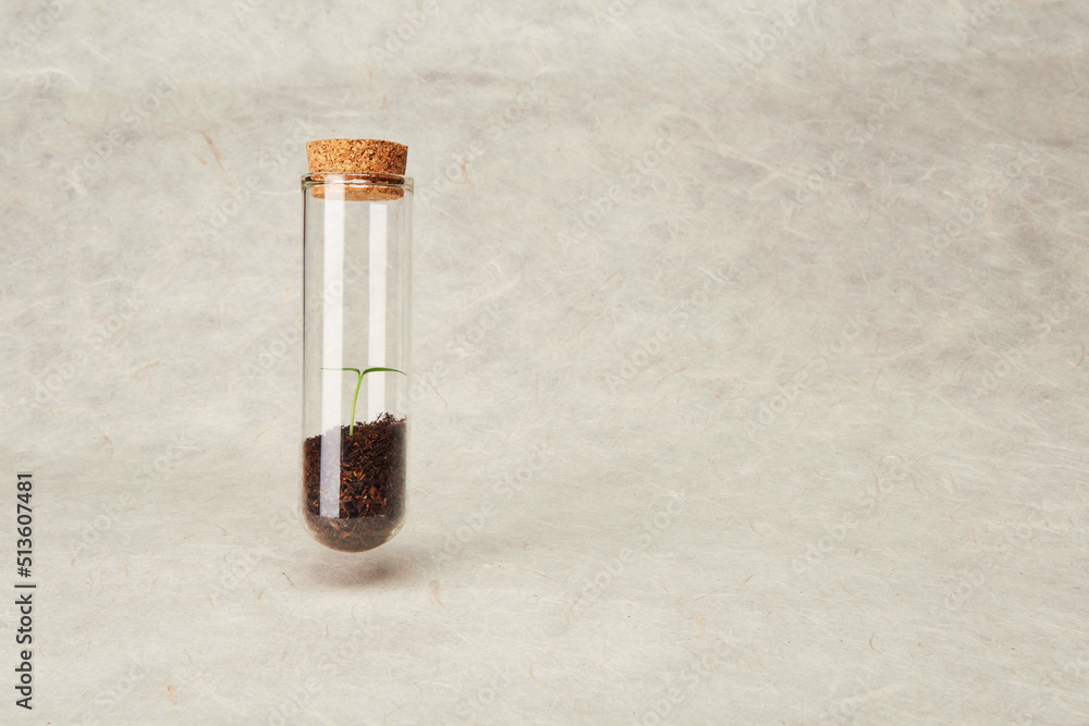 Seedling sprout with green leaves sprouting in the test tube as clean ...