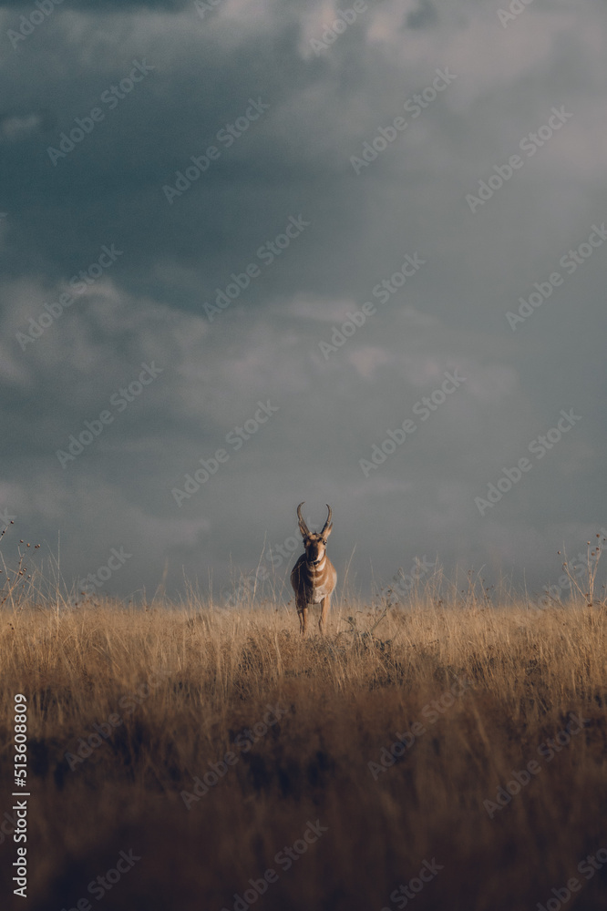 Pronghorn Antelope in Landscape Stock Photo | Adobe Stock