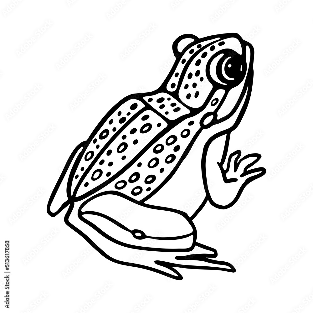 Frog outline doodle Vector Illustration. Toad in engraving style ...