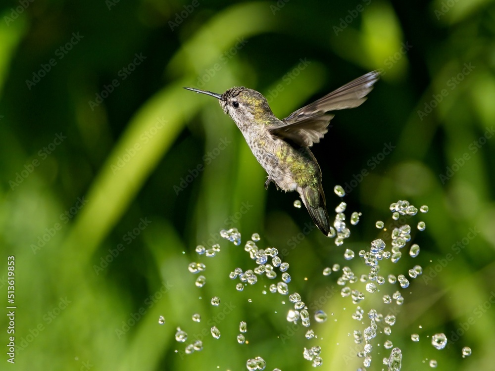 Female Anna's hummingbird playing and drinking in the water fountain in ...