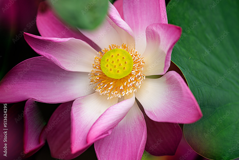 Lotus Stock Photo | Adobe Stock