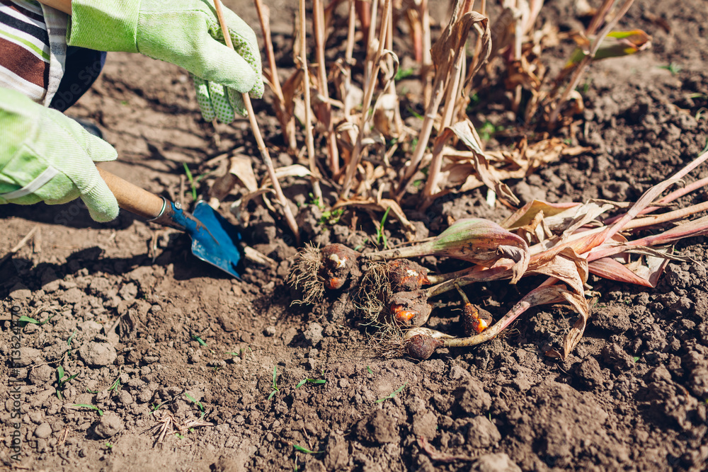Gardener digging tulips bulbs out in summer garden using shovel. End of ...