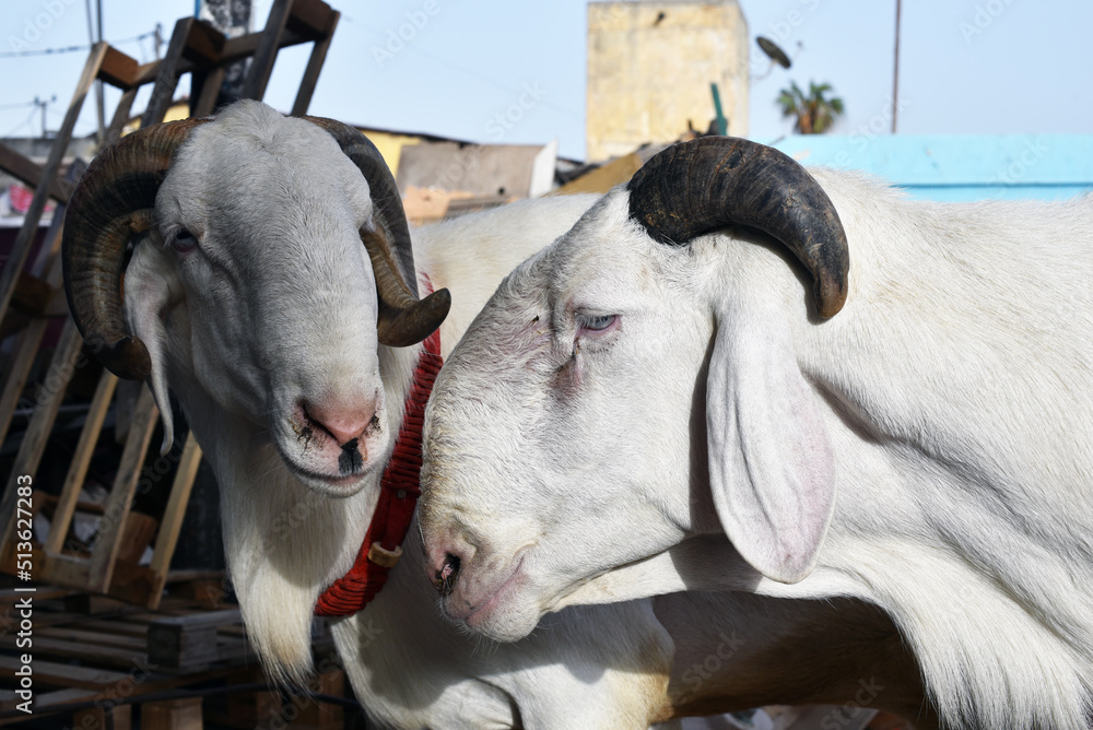 Bélier dans un marché de Dakar à vendre pour le sacrifice de la fête ...