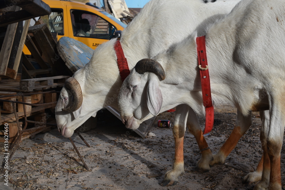 Bélier dans un marché de Dakar à vendre pour le sacrifice de la fête ...