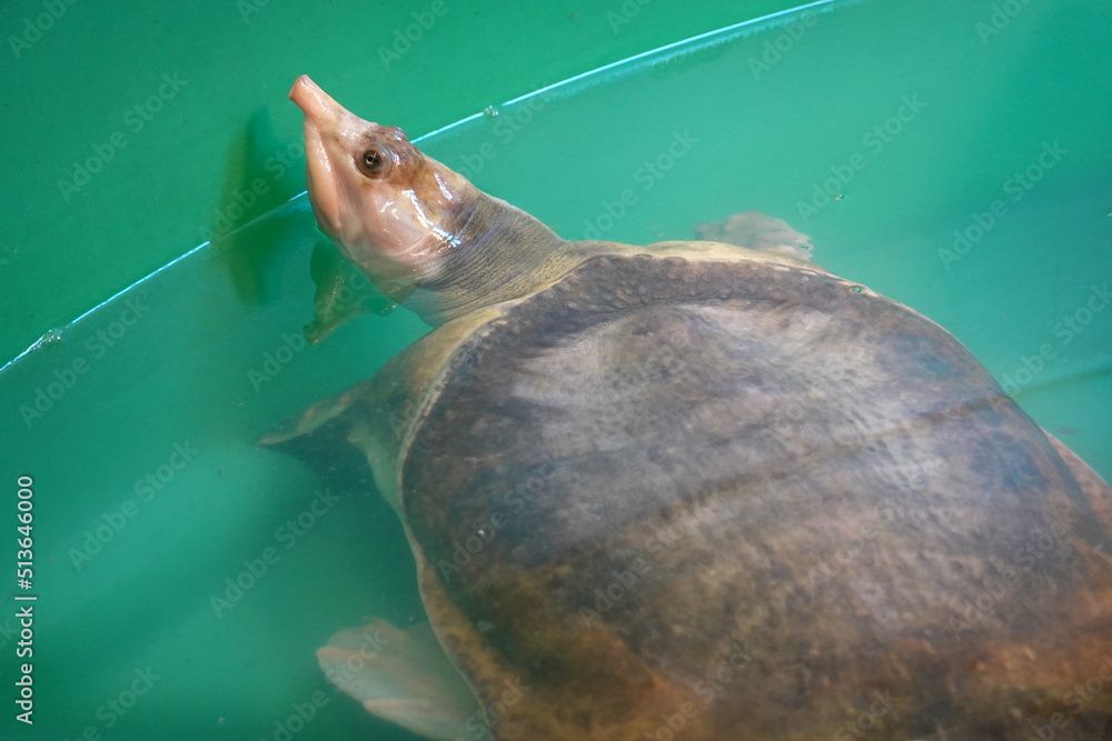 The Chinese softshell turtle is a vulnerable species, threatened by ...