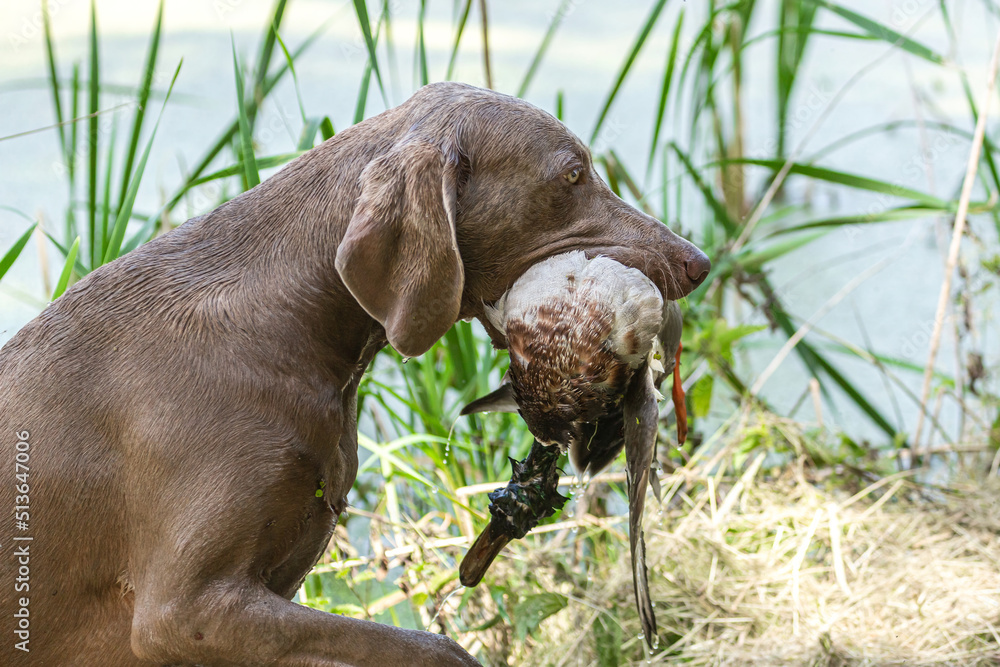 Working dogs: Portrait of a weimaraner breed hound retrieving a duck at ...