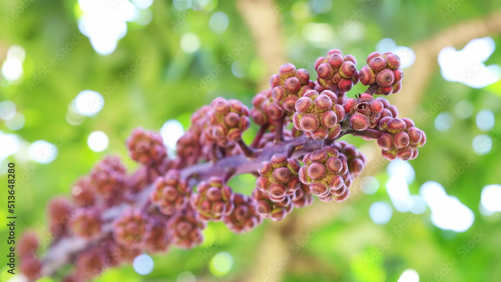 Fruit of the schefflera actinophylla tree. Close-up of fruit bouquet ...