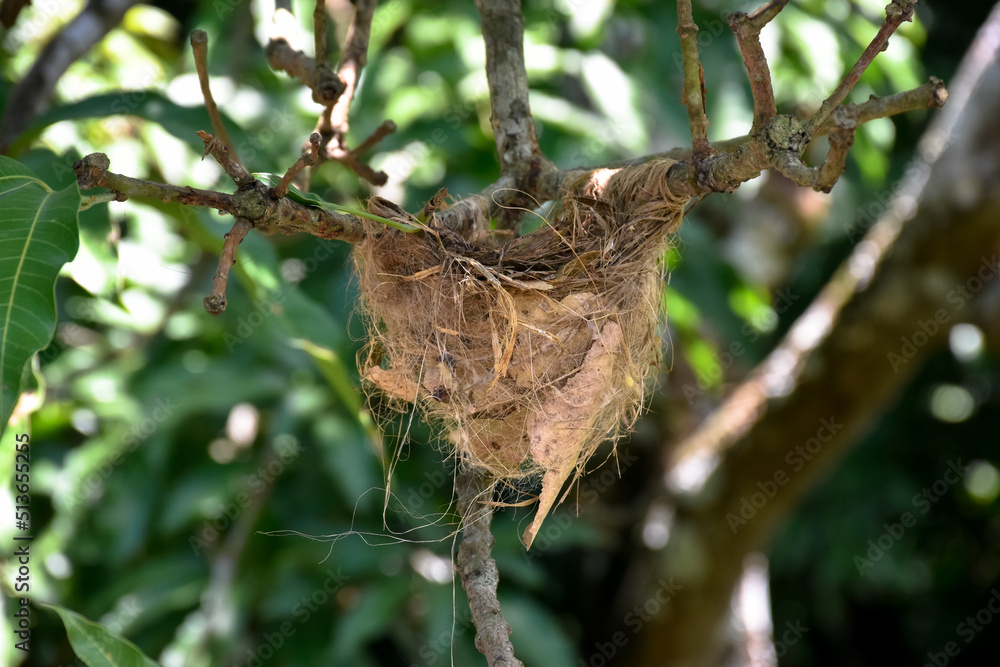 Bird's nest on a tree branch in nature. Nest of Black Hooded Oriole ...