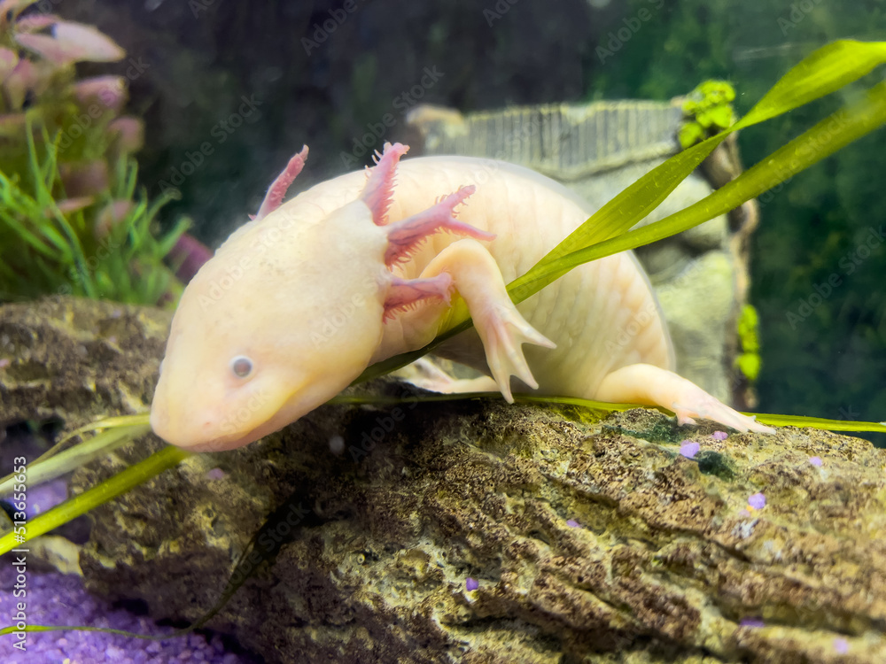 Underwater Axolotl portrait in an aquarium. Ambystoma mexicanum ...