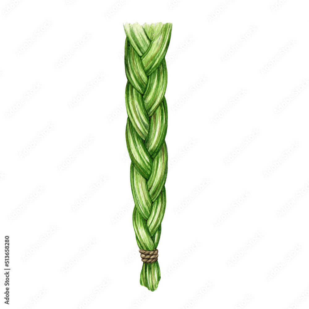 Sweetgrass braid watercolor illustration. Hand drawn aromatic herb for ...