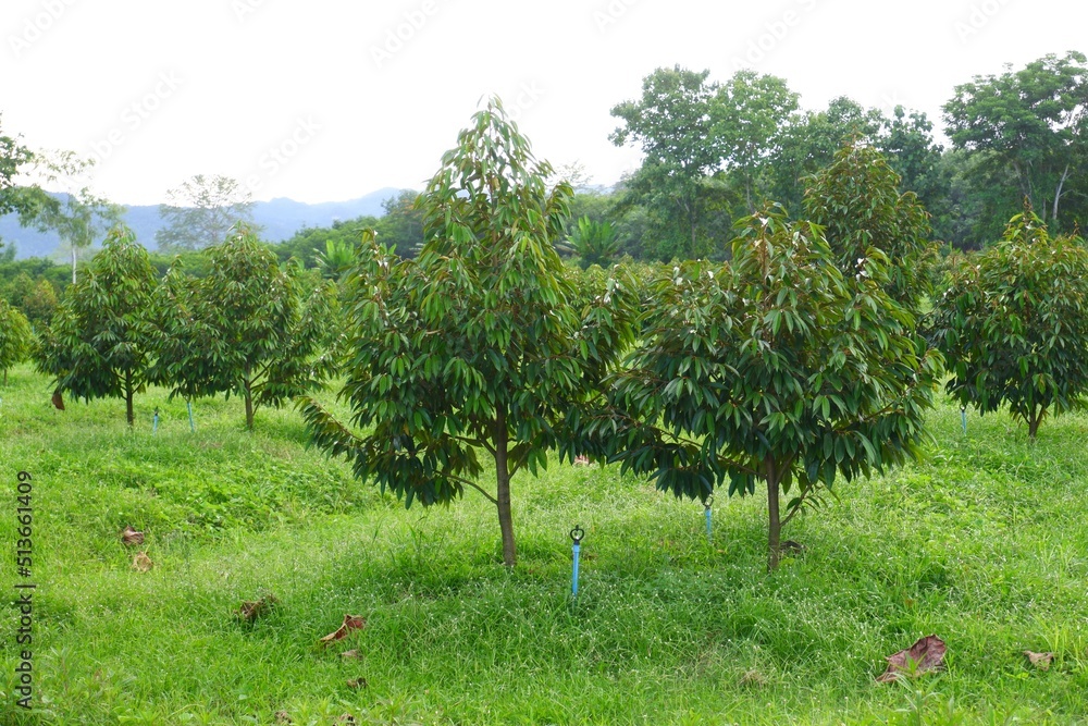 durian tree growing on nature background Stock Photo | Adobe Stock