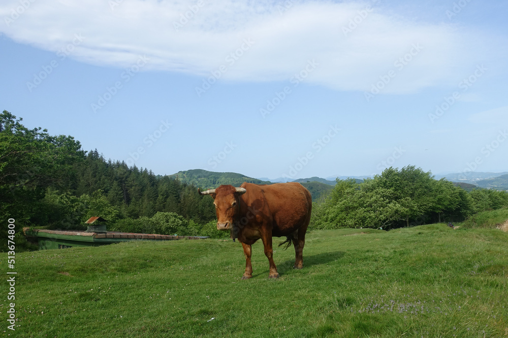 Vache limousine marron à cornes sur les hauteurs de montagnes Stock ...