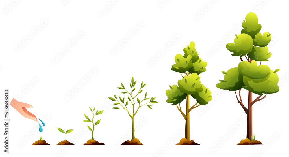 Vettoriale Stock Life cycle of tree. Plant growth and development ...