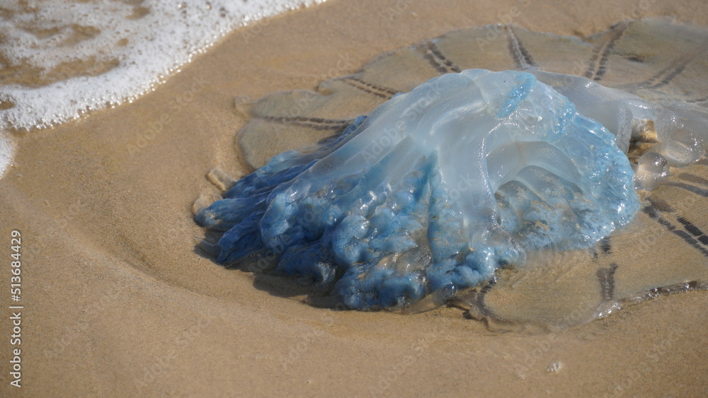 Dead jellyfish washed up on the beach. Rhopilema nomadica jellyfish at ...