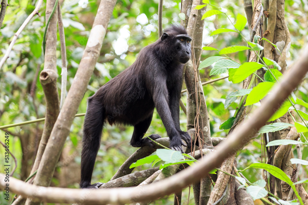 Beautiful Celebes crested macaque (Macaca nigra), aka the black ape, an ...