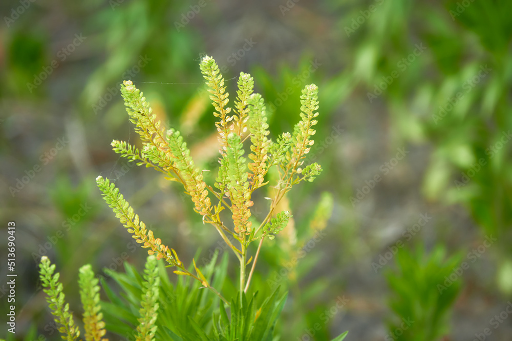 Lepidium is a genus of plants in the mustard-cabbage family ...