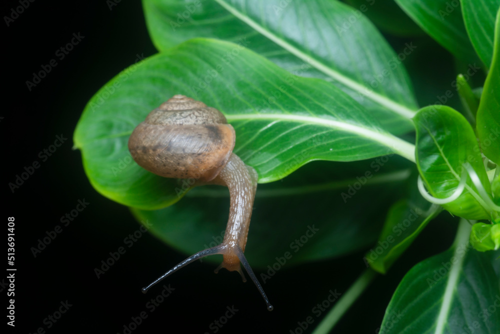 garden rotund disc snail crawling on the Catharanthus roseus plant ...