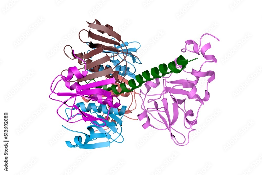 Crystal structure of cholera toxin produced by bacterium Vibrio ...