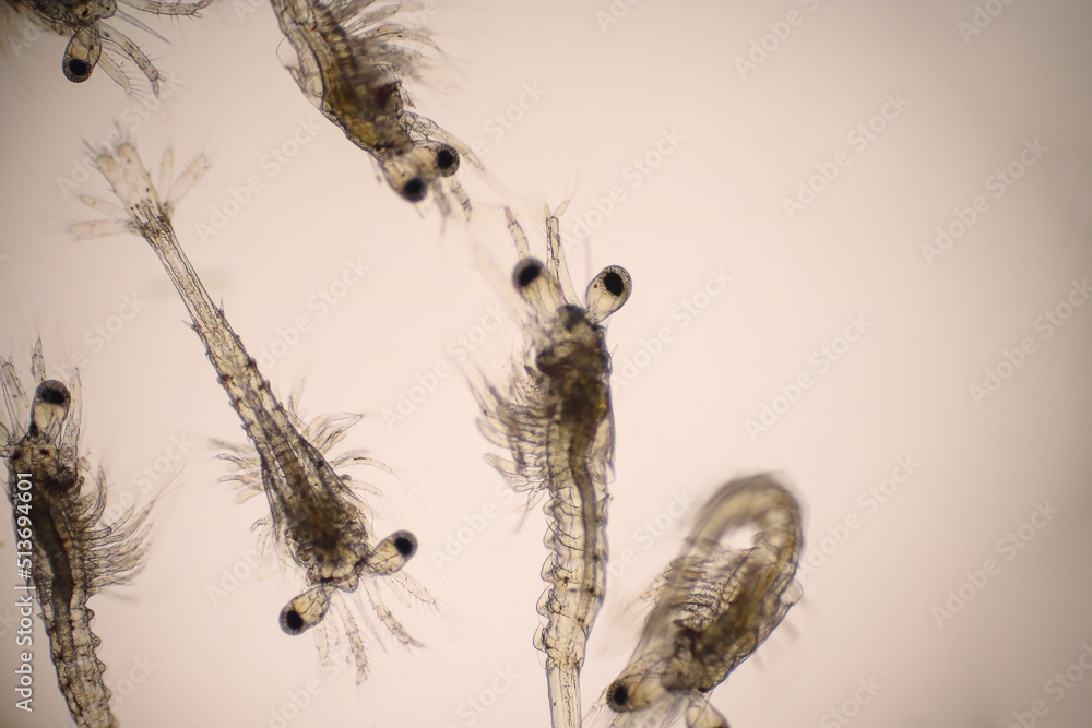 Closeup mysis stage of Vannamei shrimp in light microscope, Shrimp ...
