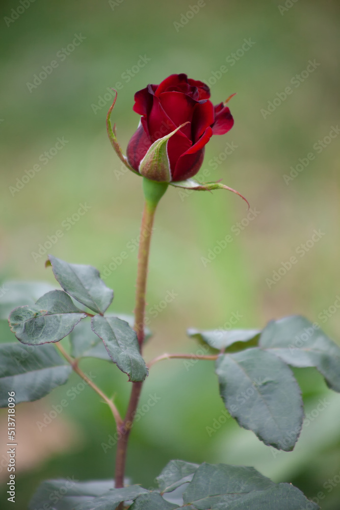 Little red rose grows alone in the garden Stock Photo | Adobe Stock