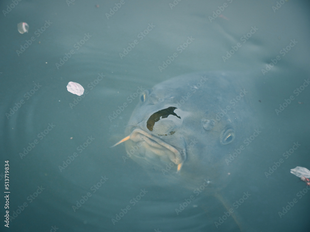 Large Japanese carp emerges from the water with its nose. A cute ...