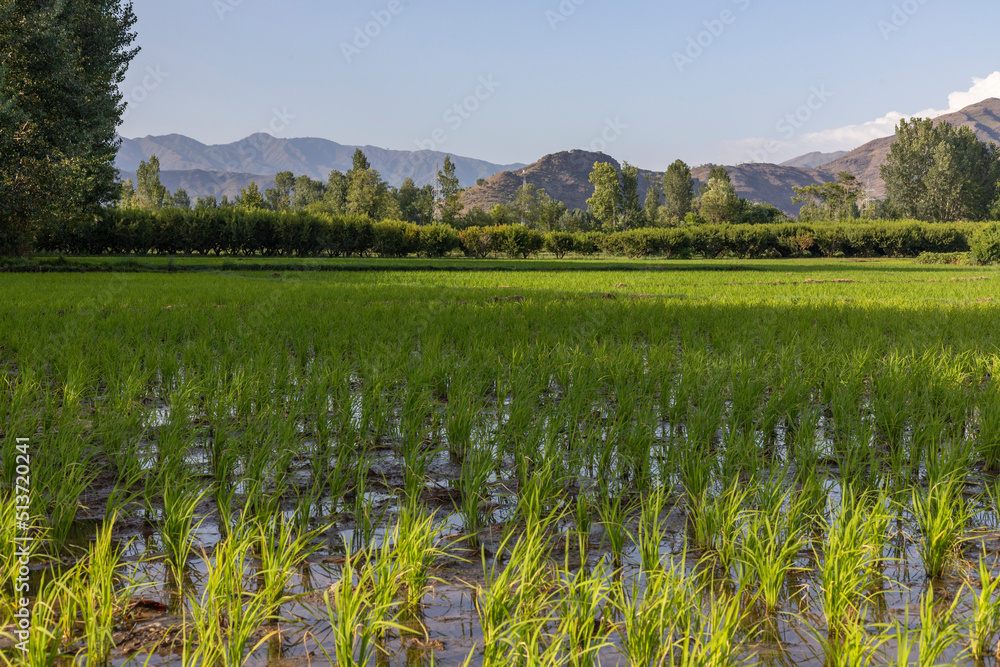 Rice farming in Swat valley, Pakistan Stock Photo | Adobe Stock
