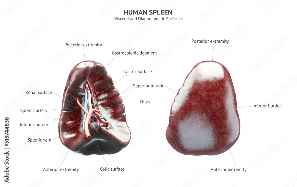 Anatomically accurate realistic 3d illustration of human internal organ ...