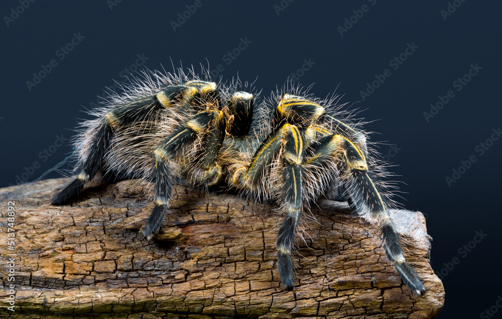 Grammostola Pulchripes tarantula (Chaco Golden Knee) on dark blue ...