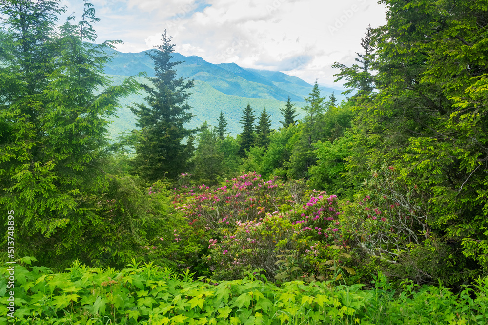 Springtime on Mount Mitchell NC with clearing rain clouds beautiful ...