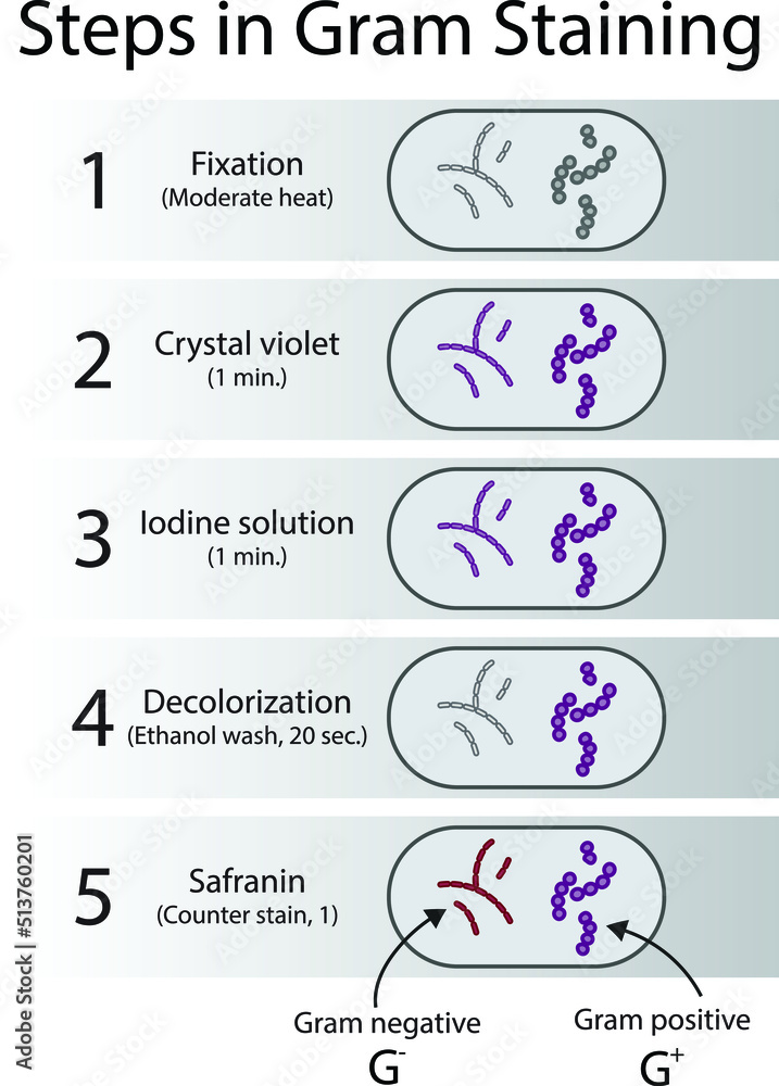 Diagram showing gram staining microbiology lab technique steps ...