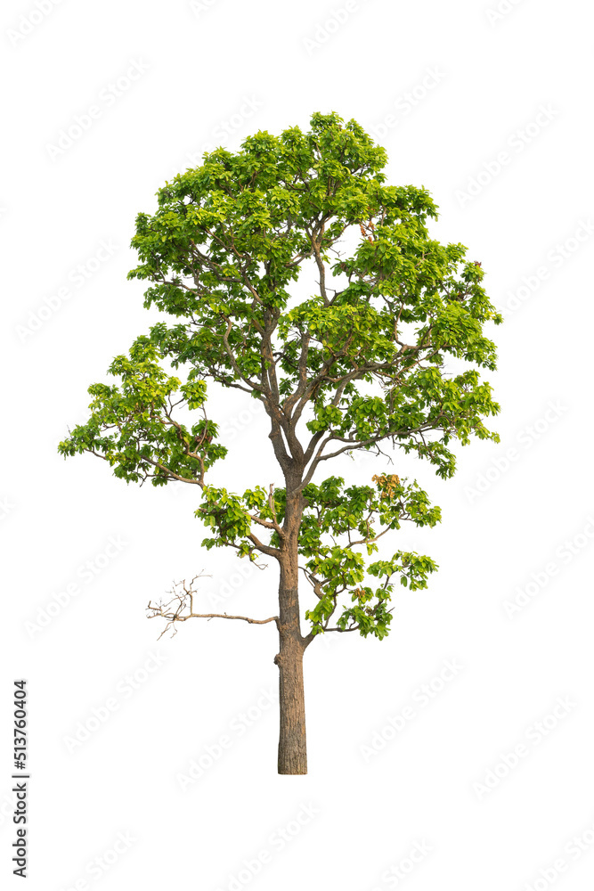 Isolated (Burma padauk) Pterocarpus macrocarpus trees on white ...