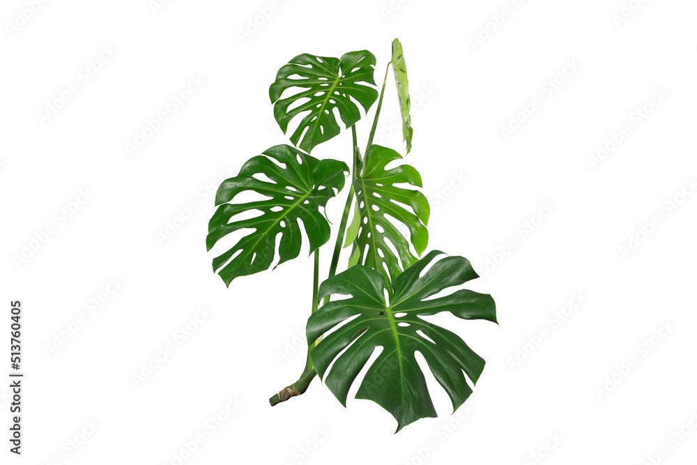 Dark green leaves of monstera or split leaf philodendron (Monstera ...