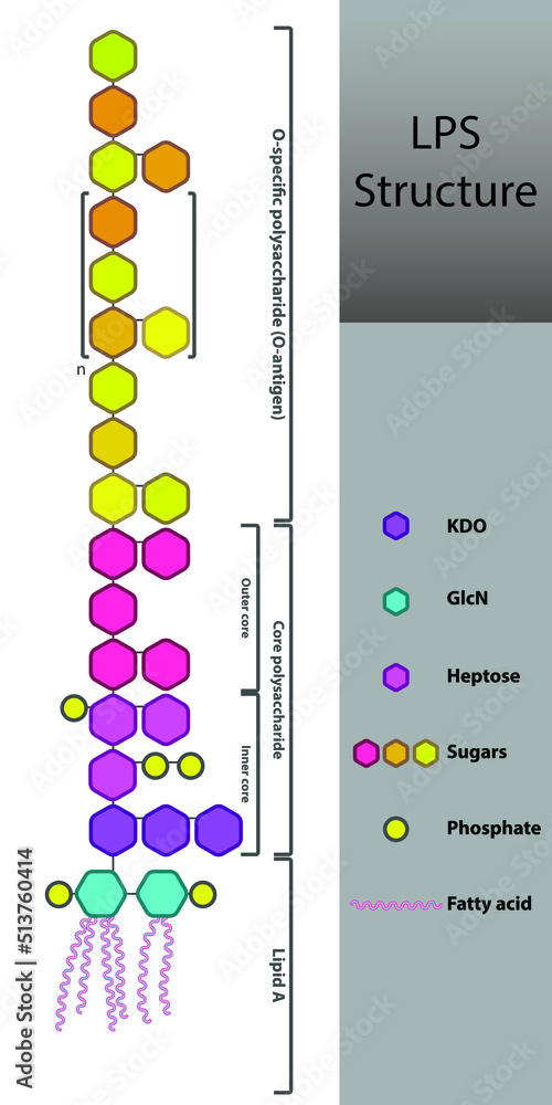 Diagram of LPS strcuture - schematic illustration of Lipopolysaccharide ...