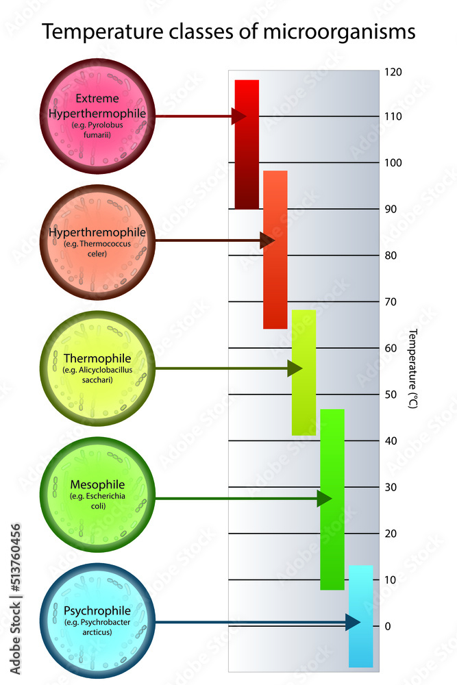 Vektorová grafika „Diagram of microorganism classification by optimal ...