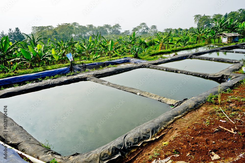 Cultivation of catfish in traditional ponds. Bogor, West Java Stock ...