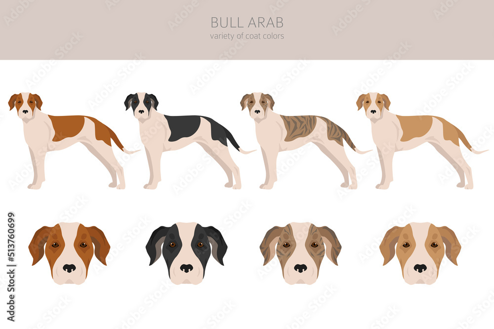 Bull Arab clipart. Different coat colors and poses set Stock Vector ...