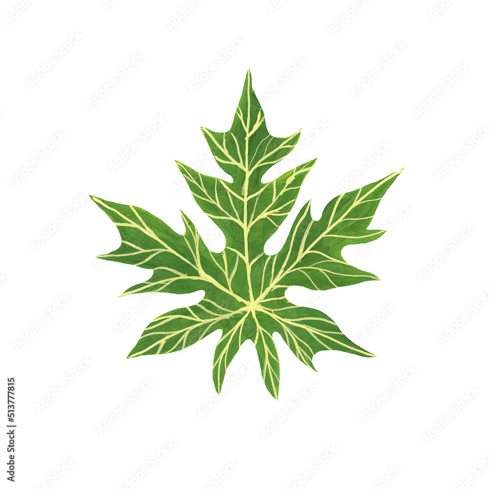 papaya leaf - realistic drawing isolated on white Stock Illustration ...