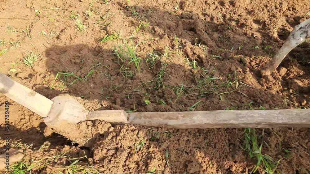 A farmer is plowing wooden plough in his field. ploughing with oxen and ...